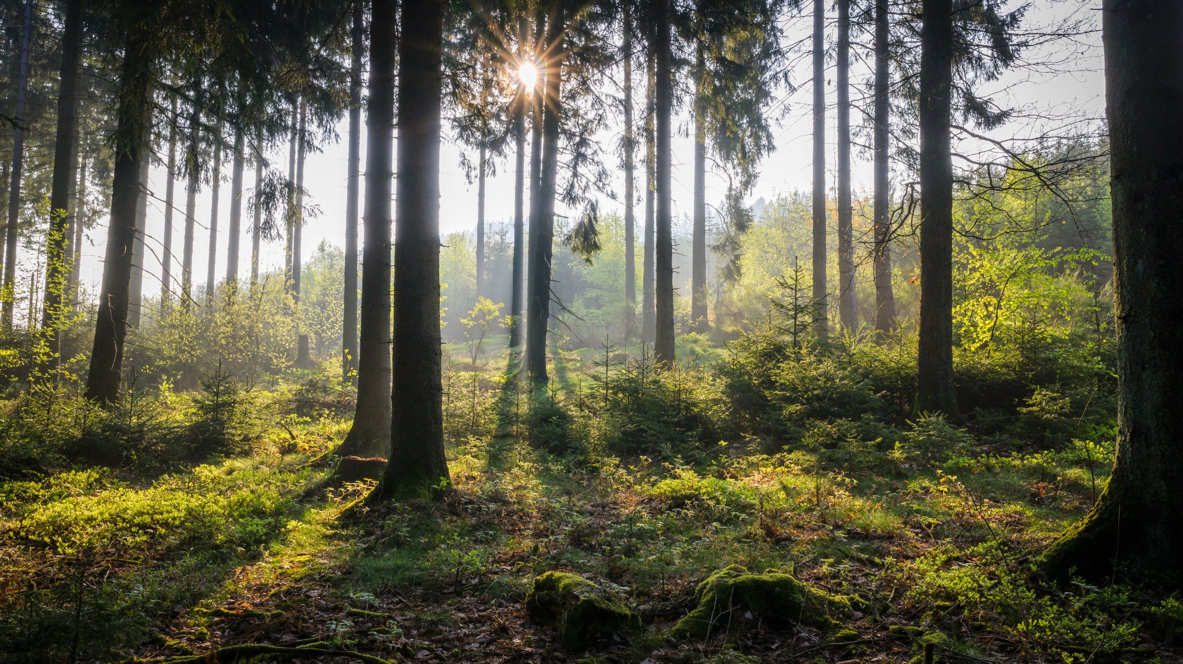 Pflanzaktion im sauerländer Wald - Sauerland - Sauerland.com
