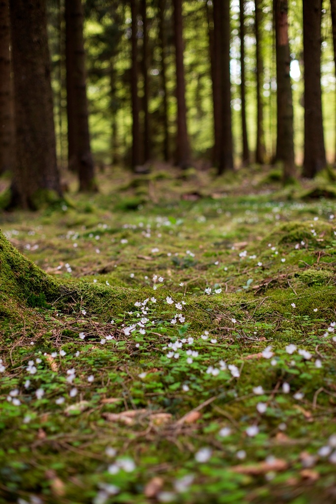 Kneipp basin on the Rothaarsteig - Sauerland.com