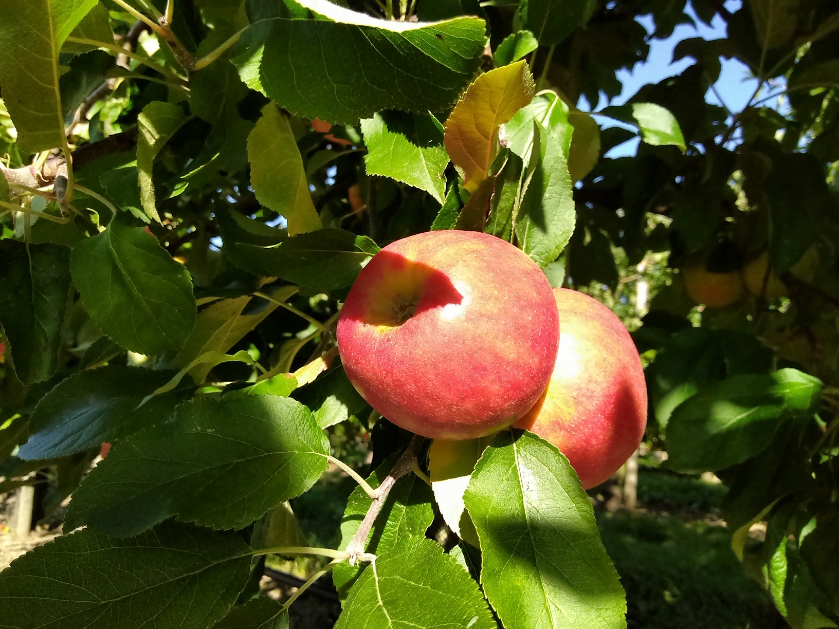 BNE: Visit to the Abel fruit farm - Sauerland.com