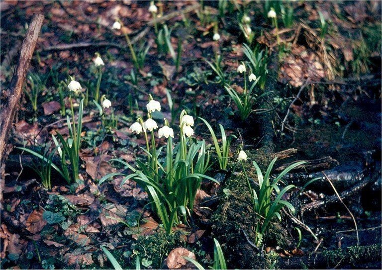 Spring snowflake quarry in the Ebbe Mountains - Sauerland.com