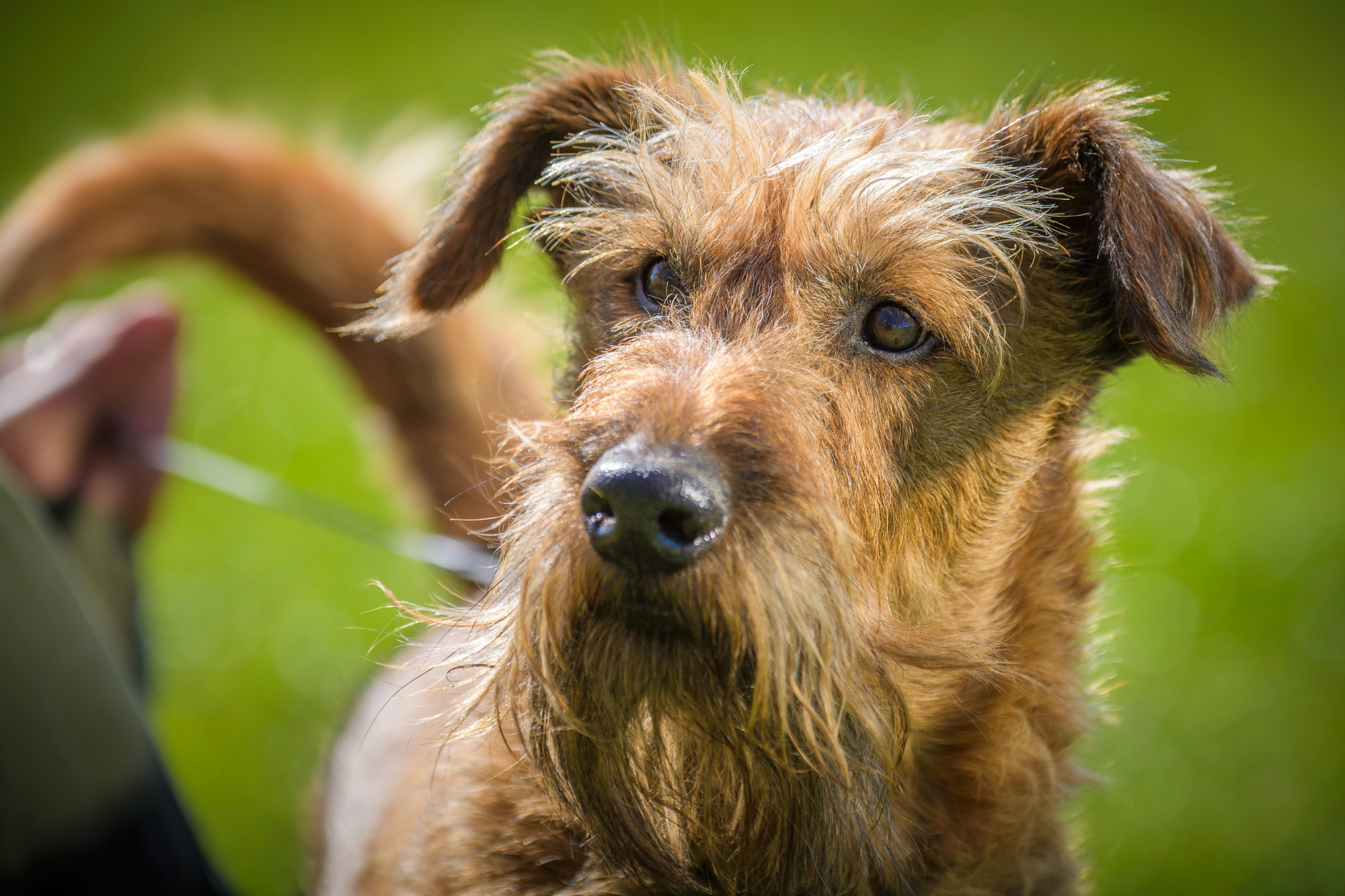 Hikes with a dog - Sauerland.com